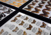 Facilities | Department of Entomology | Washington State University