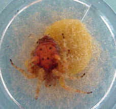 Cat Face Spider | Department of Entomology | Washington State University