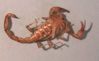 Northern Scorpion | Department of Entomology | Washington State University