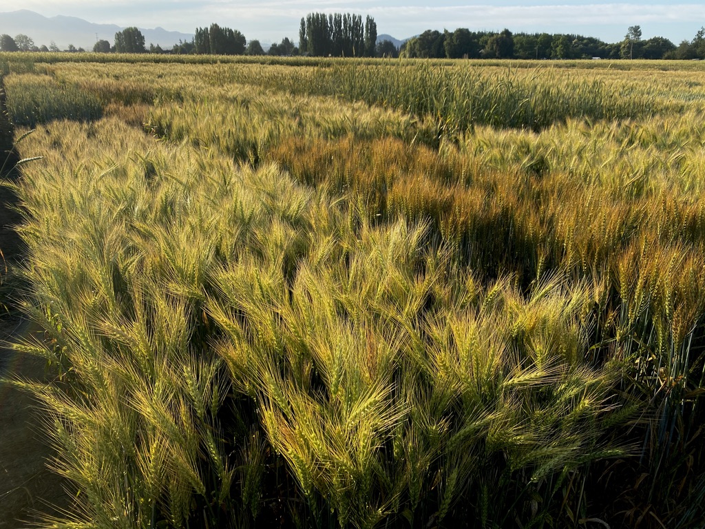 Contact Us | WSU Breadlab | Washington State University