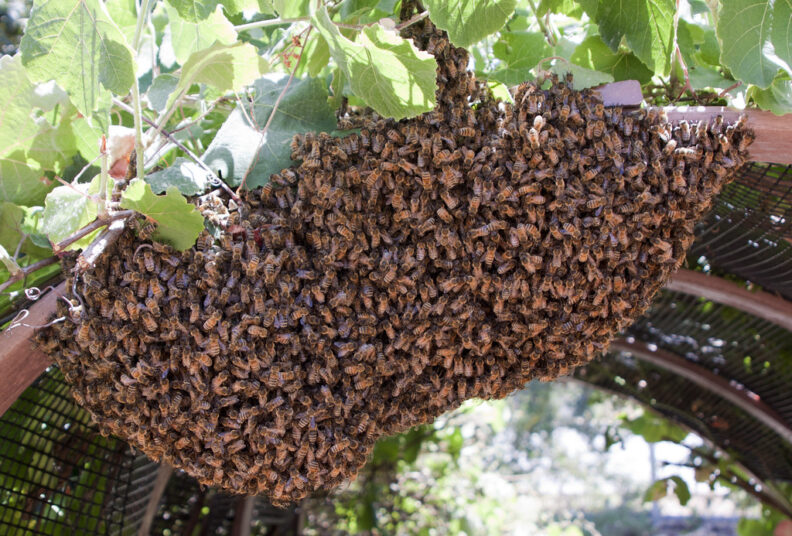 Help! I have a swarm! | WSU Honey Bees + Pollinators Program ...