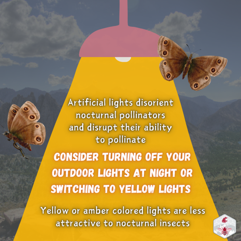 Bee-yond Honey Bees | WSU Honey Bees + Pollinators Program | Washington State University