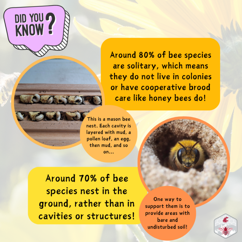 Bee-yond Honey Bees | WSU Honey Bees + Pollinators Program | Washington State University