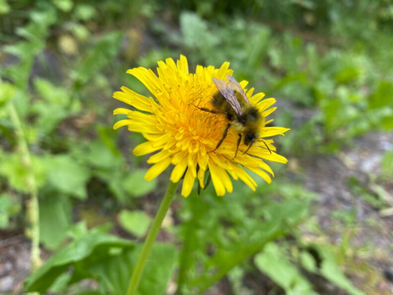 Bee-yond Honey Bees | WSU Honey Bees + Pollinators Program | Washington ...