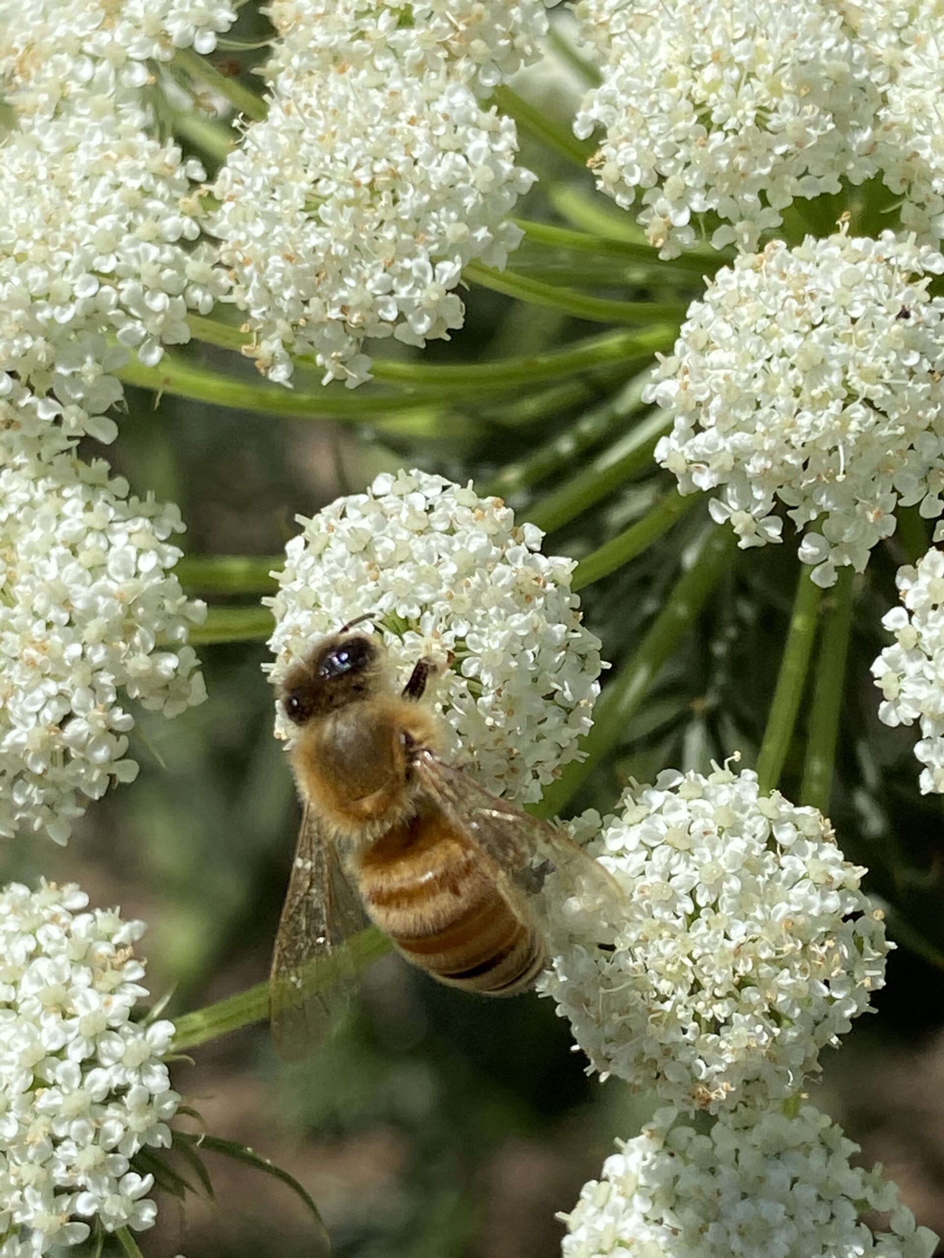 August 2024 | WSU Honey Bees + Pollinators Program | Washington State ...