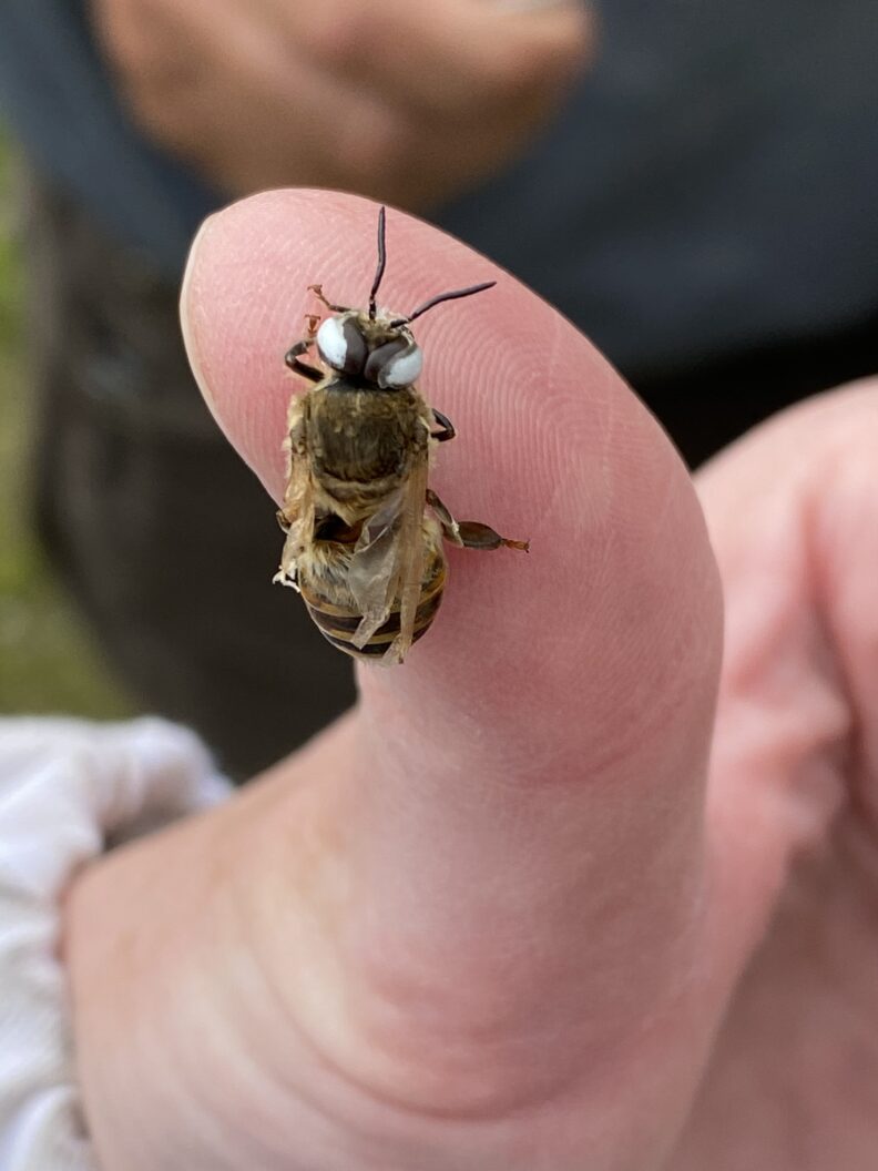 Beekeeper Resources | WSU Honey Bees + Pollinators Program | Washington ...