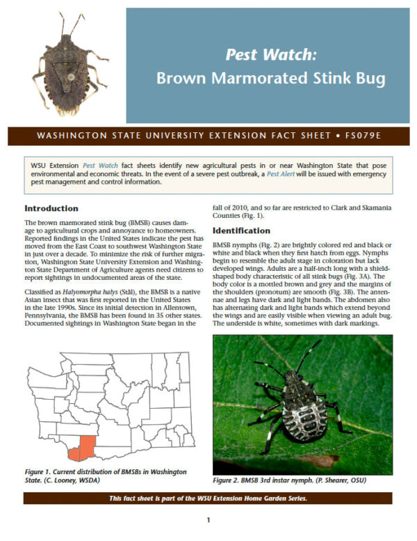 Pest Watch: Brown Marmorated Stink Bug (Home Garden Series) | WSU Extension Publications ...