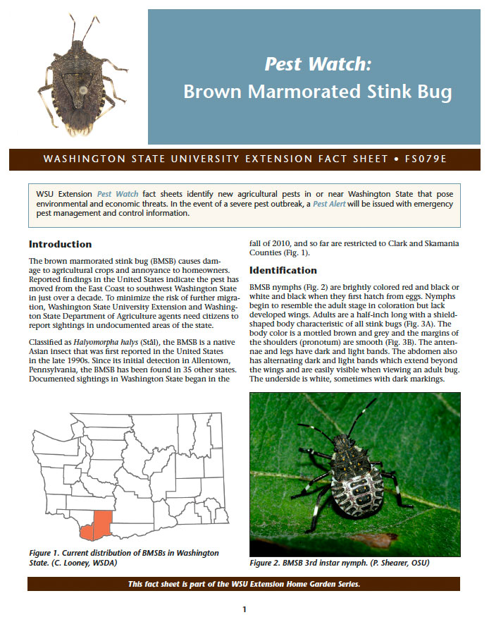 Pest Watch: Brown Marmorated Stink Bug (Home Garden Series) | WSU Extension Publications ...