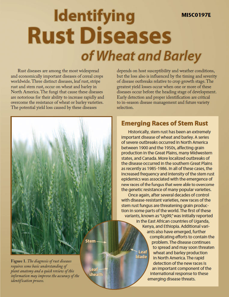 Identifying Rust Diseases of Wheat and Barley | WSU Extension ...