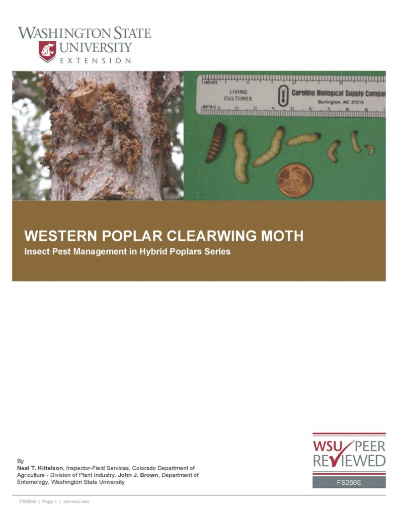 Western Poplar Clearwing Moth: Insect Pest Management in Hybrid Poplars ...