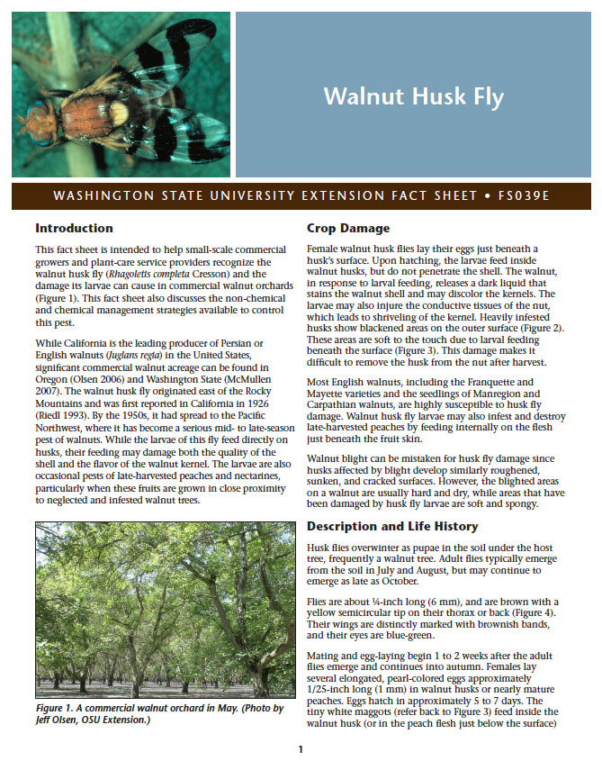 Walnut Husk Fly | WSU Extension Publications | Washington State University
