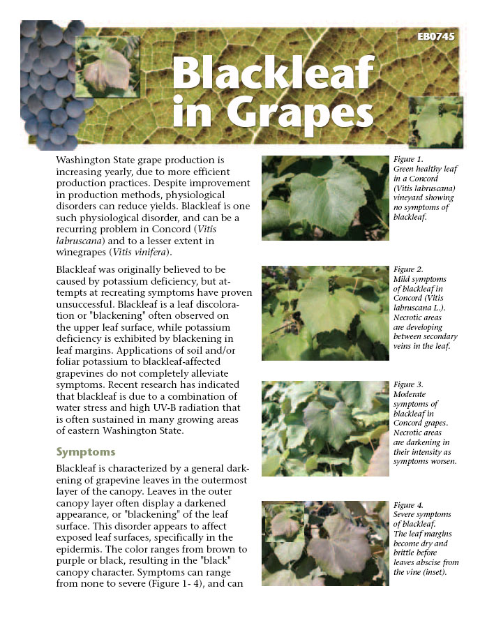 Blackleaf in Grapes | WSU Extension Publications | Washington State University