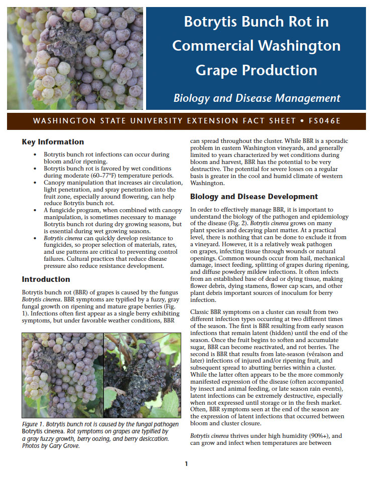 Botrytis Bunch Rot in Commercial Washington Grape Production: Biology and Disease Management ...