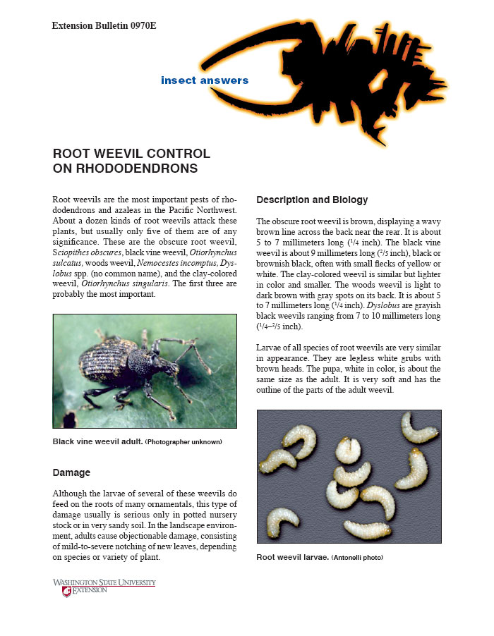 Root Weevil Control on Rhododendrons | WSU Extension Publications ...