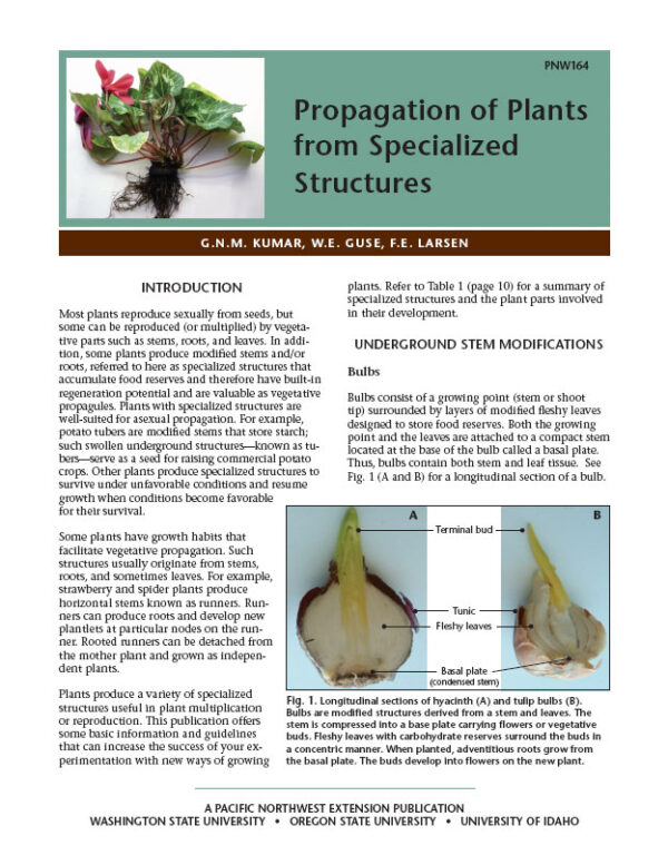 Propagation of Plants from Specialized Structures | WSU Extension ...