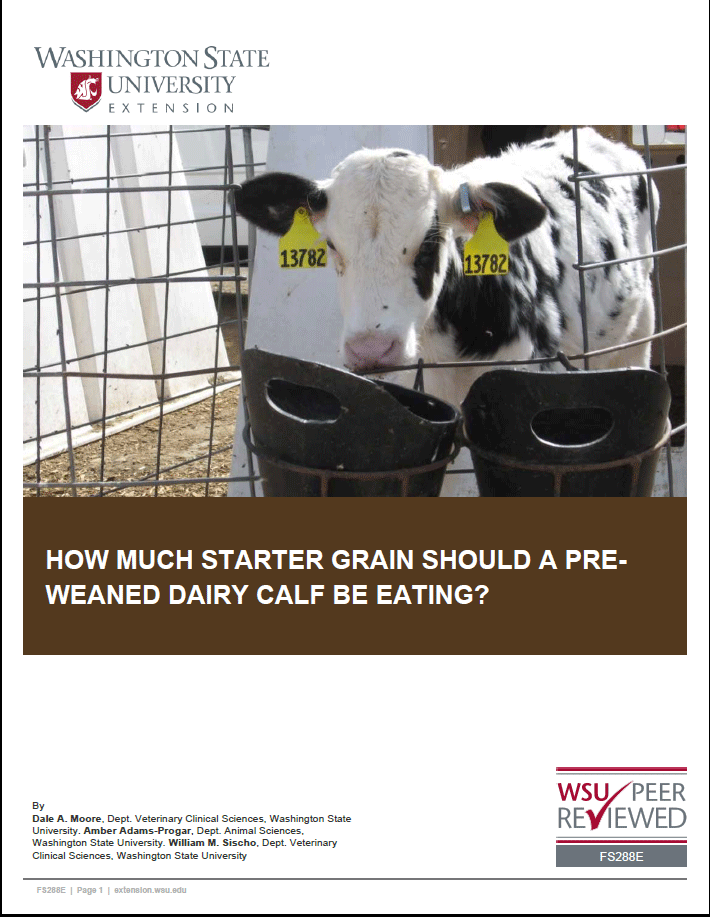 Pre-weaned Calves: How Much Starter Grain Should a Dairy Calf be Eating ...