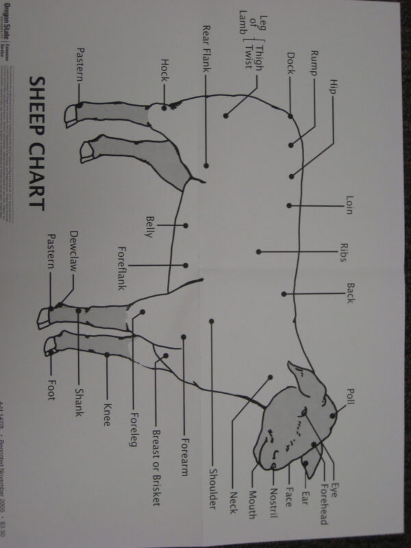Sheep Wall Chart | WSU Extension Publications | Washington State University