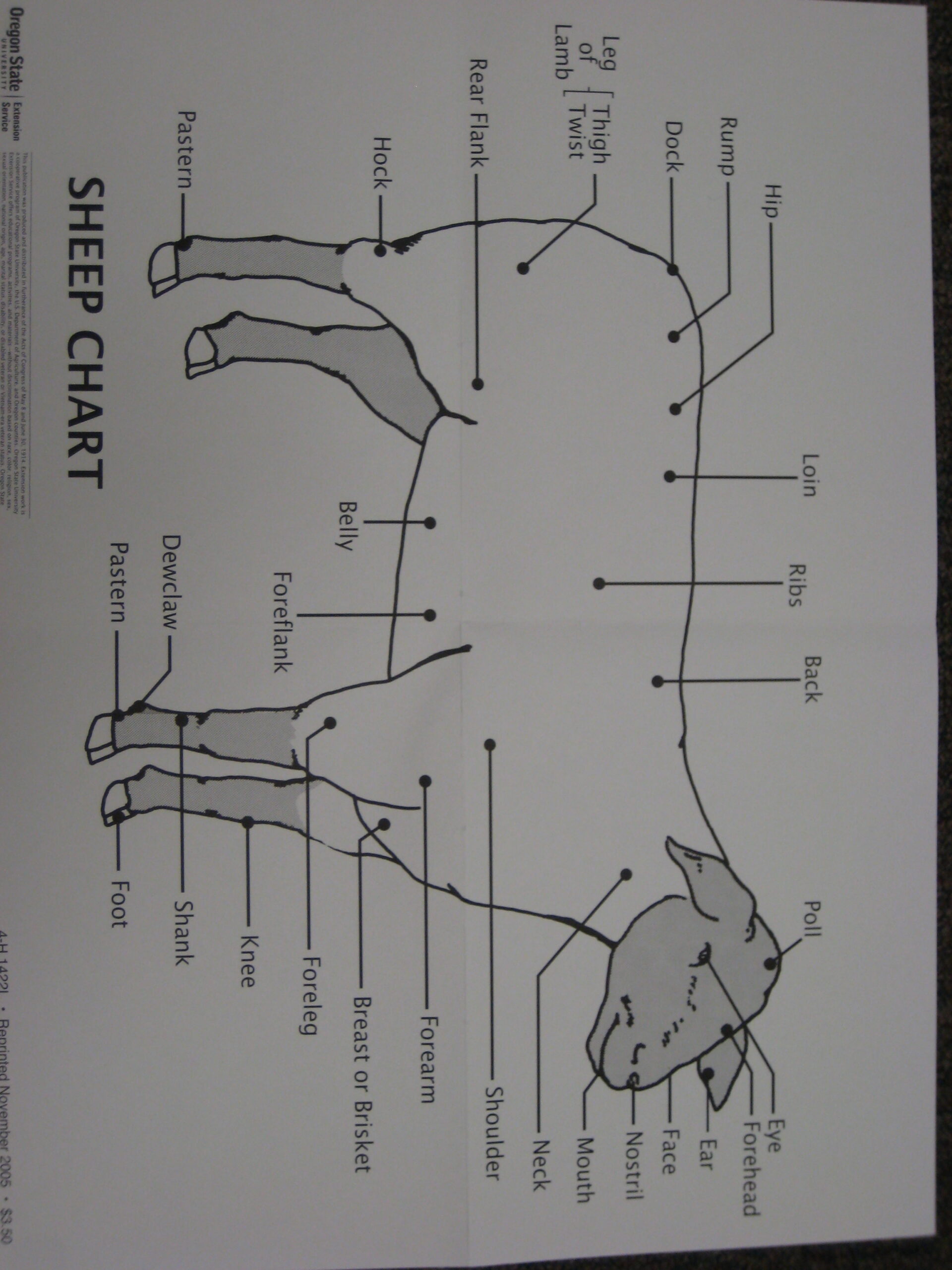 Sheep Wall Chart | WSU Extension Publications | Washington State University