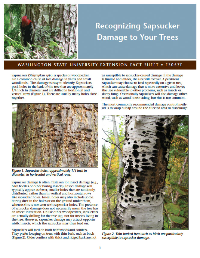 Recognizing Sapsucker Damage on Your Trees | WSU Extension Publications ...