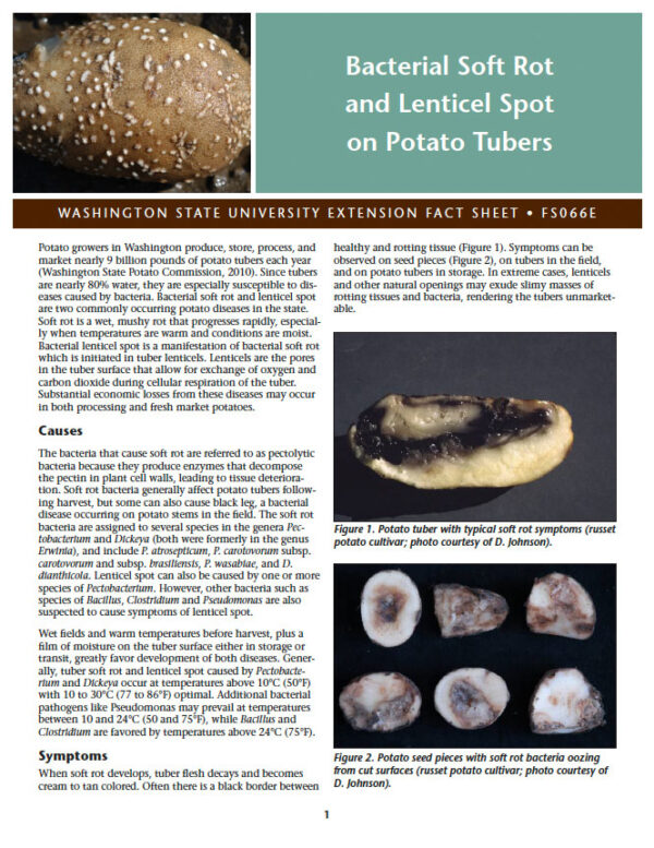 Bacterial Soft Rot and Lenticel Spot on Potato Tubers | WSU Extension ...