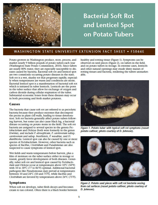 Bacterial Soft Rot and Lenticel Spot on Potato Tubers | WSU Extension Publications | Washington ...