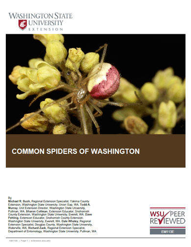 Common Spiders of Washington (Replaces EB1548) | WSU Extension ...