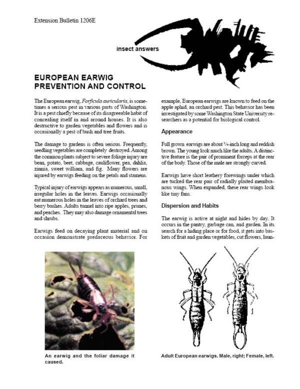 European Earwig Prevention and Control | WSU Extension Publications ...