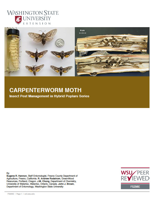 Carpenterworm Moth (Insect Pest Management in Hybrid Poplars Series) | WSU Extension ...
