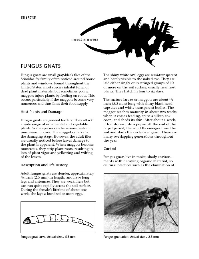 Fungus Gnats | WSU Extension Publications | Washington State University