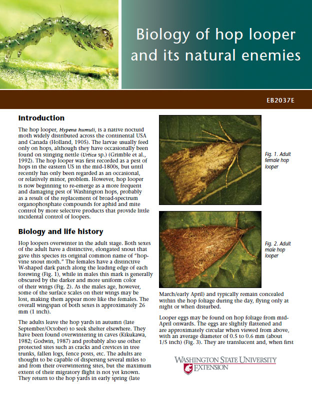 Biology of Hop Looper and its Natural Enemies | WSU Extension ...