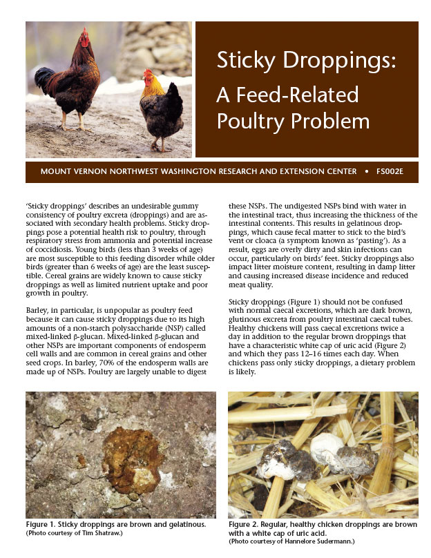 Sticky Droppings: A Feed-Related Poultry Problem | WSU Extension ...