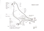 Pigeon Chart | WSU Extension Publications | Washington State University
