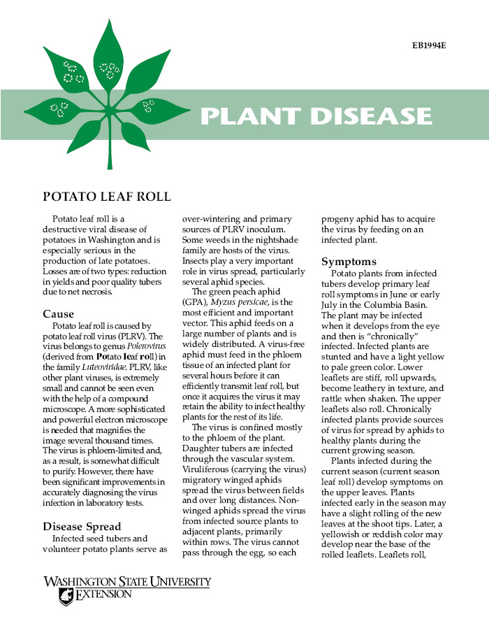 Potato Leaf Roll | WSU Extension Publications | Washington State University