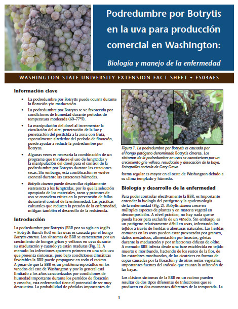 Podredumbre por Botrytis en la uva para producción comercial en ...