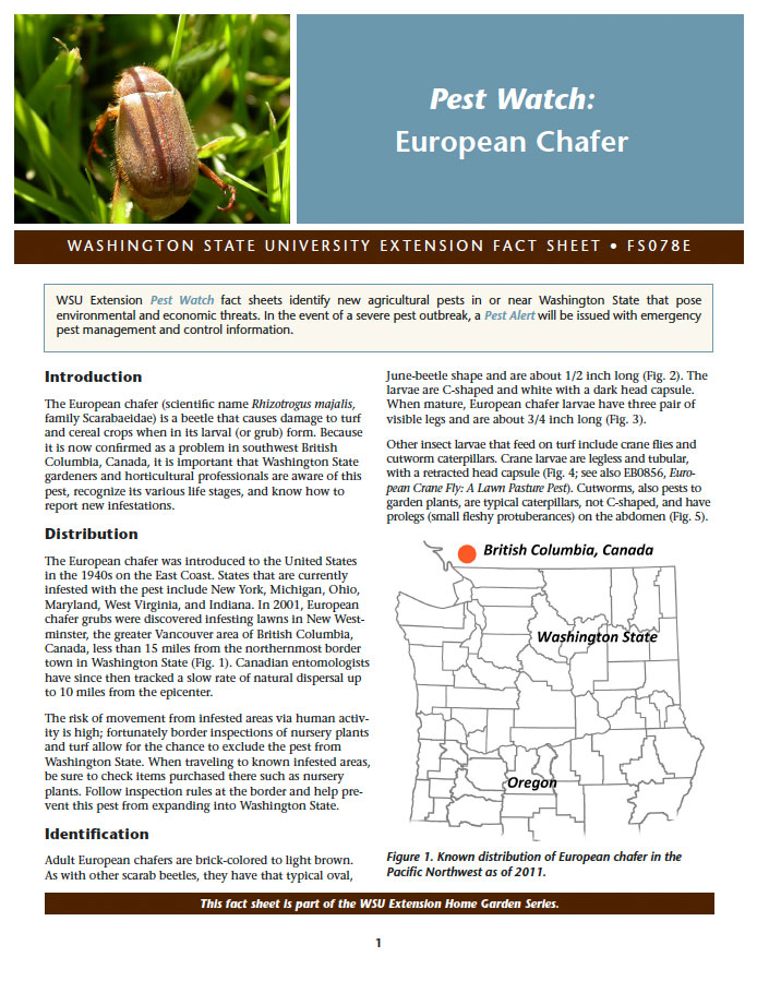 Pest Watch: European Chafer (Home Garden Series) | WSU Extension Publications | Washington State ...