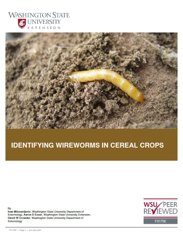 Identifying Wireworms in Cereal Crops | WSU Extension Publications | Washington State University
