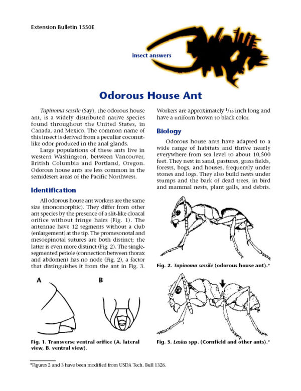 Odorous House Ant | WSU Extension Publications | Washington State ...