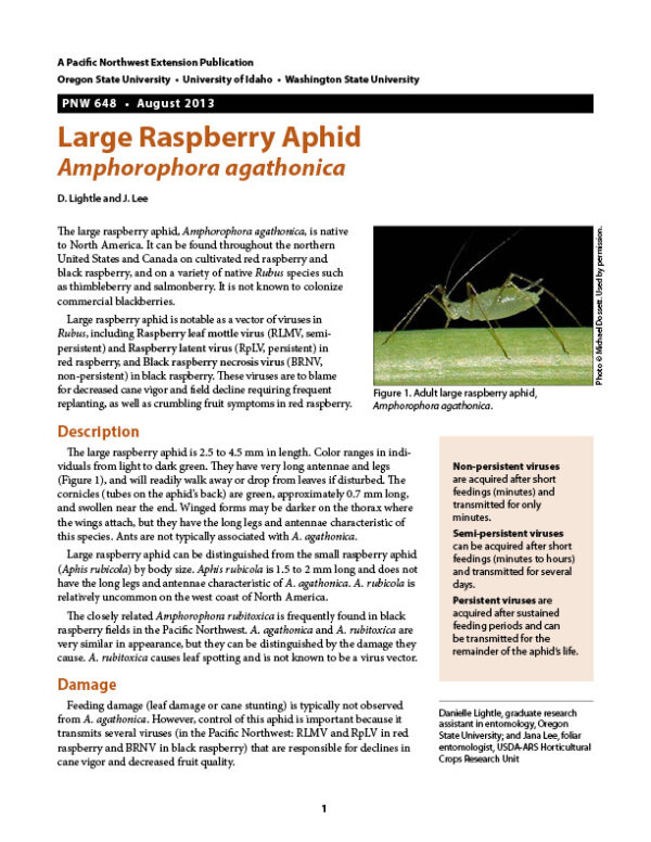 Large Raspberry Aphid (Amphorophora agathonica) | WSU Extension ...