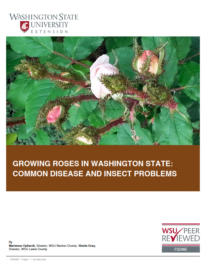 Growing Roses in Washington State: Common Disease and Insect Problems ...