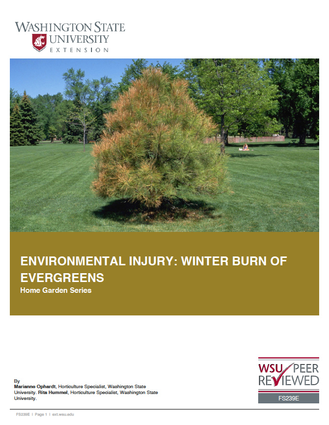 Environmental Injury: Winterburn of Evergreens | WSU Extension ...