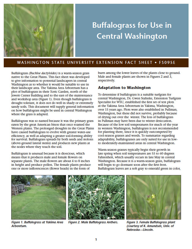 Buffalograss for Use in Central Washington | WSU Extension Publications ...