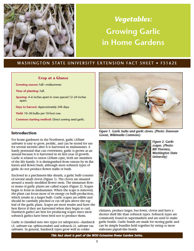 Parts Of Garlic