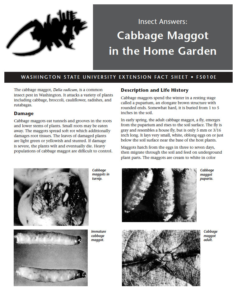 Insect Answers: The Cabbage Maggot in the Home Garden | WSU Extension ...