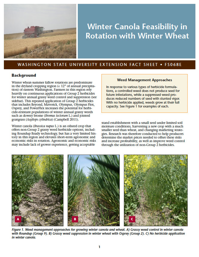 Winter Canola Feasibility in Rotation with Winter Wheat | WSU Extension ...