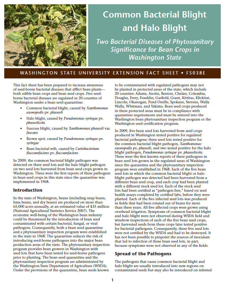 Common Bacterial Blight and Halo Blight: Two Bacterial Diseases of Phytosanitary Significance ...