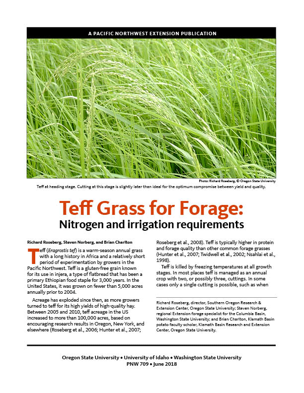 Teff Grass for Forage: Nitrogen and irrigation requirements | WSU ...