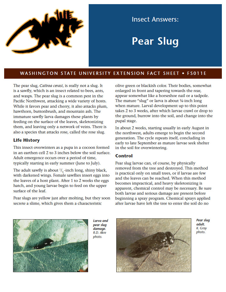 Pear Slug | WSU Extension Publications | Washington State University