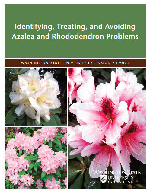 Identifying, Treating, and Avoiding Azalea and Rhododendron Problems ...