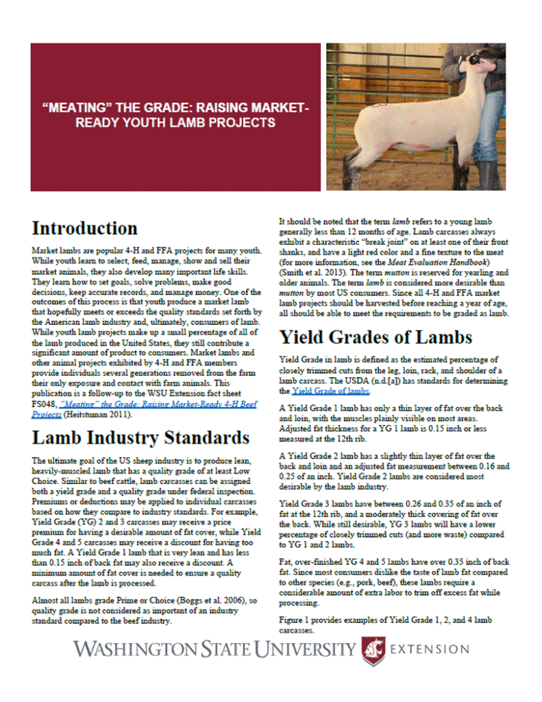 “Meating” the Grade: Raising Market-Ready Youth Lamb Projects | WSU ...
