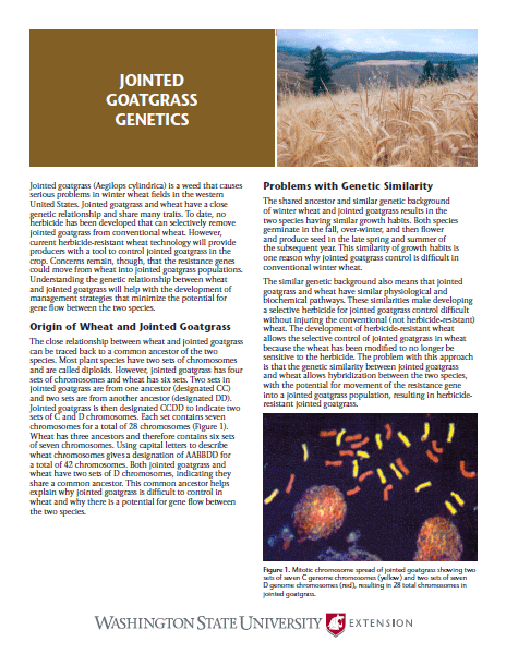Jointed Goatgrass Genetics | WSU Extension Publications | Washington ...